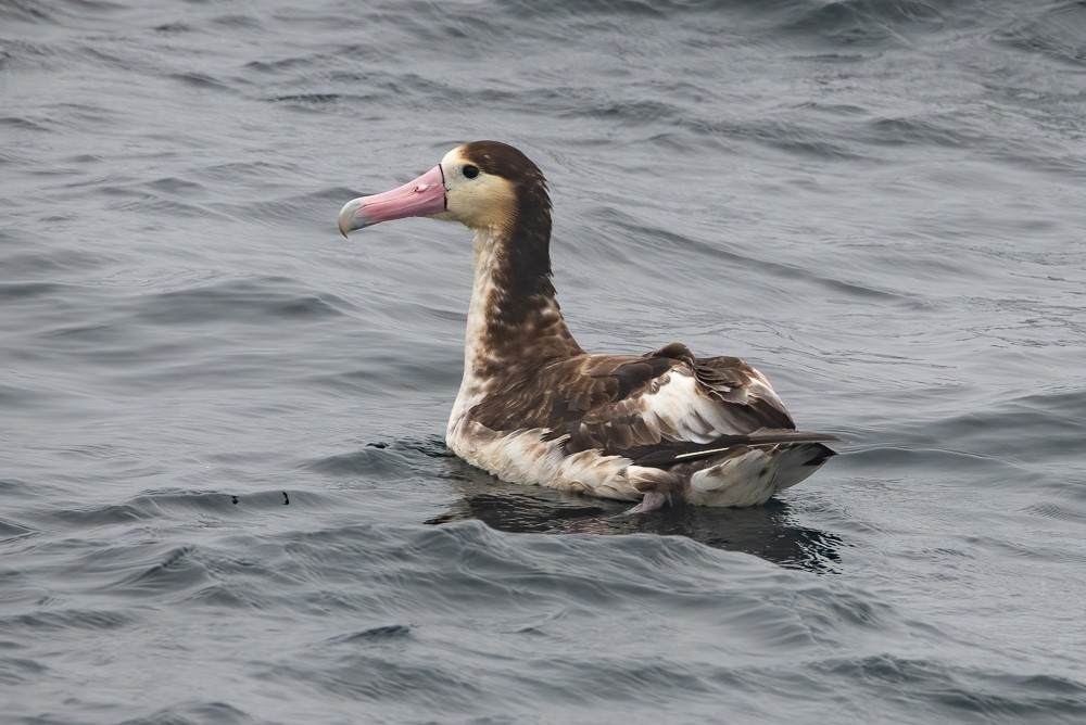 Short-tailed Albatross – birdfinding.info