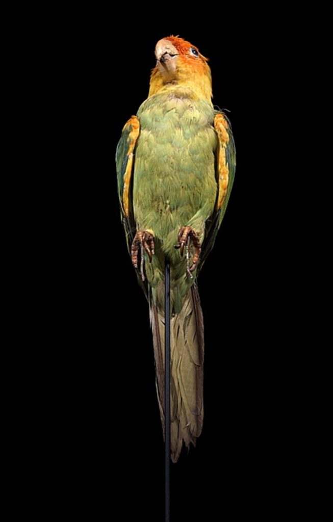 Carolina Parakeet † – birdfinding.info