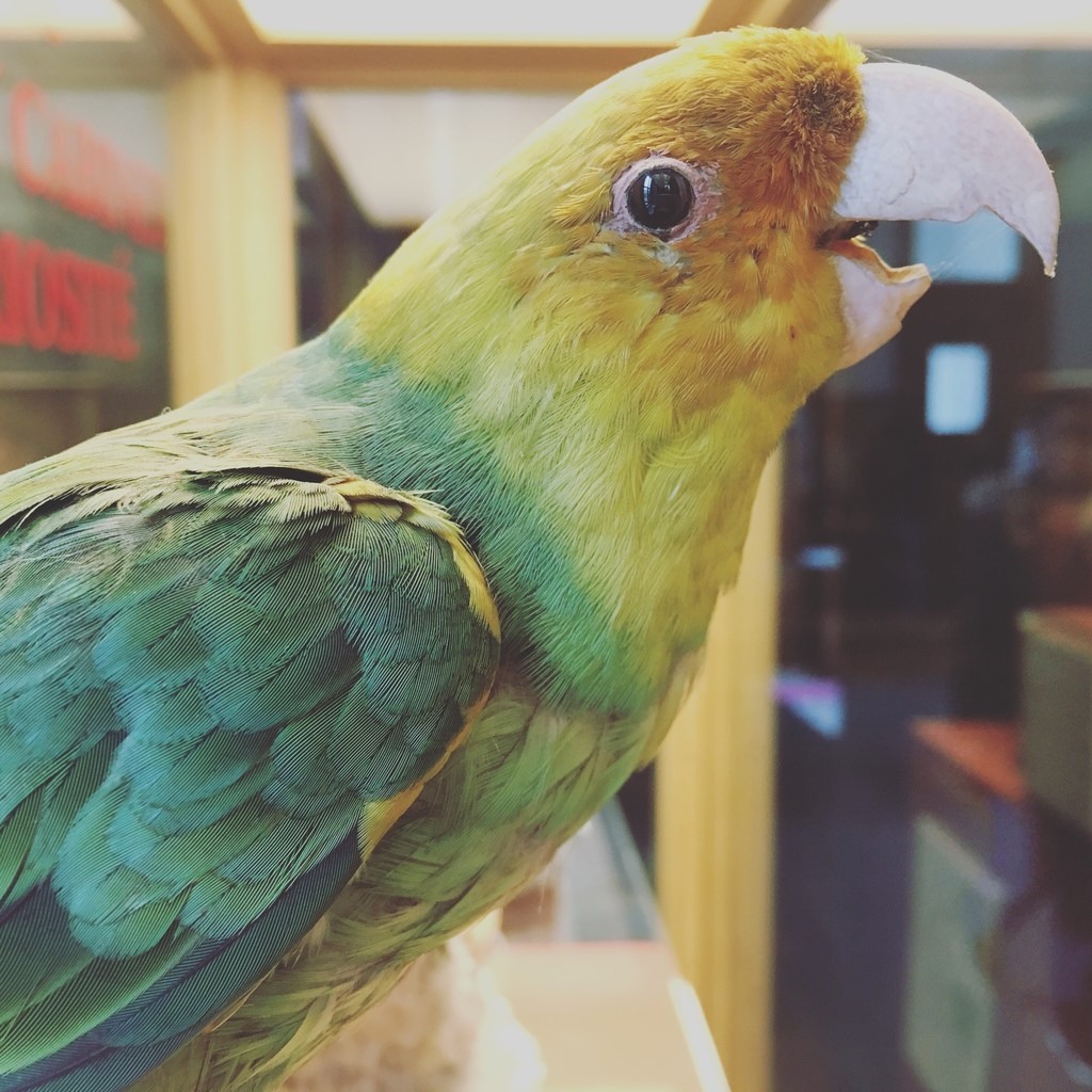 Carolina Parakeet † – birdfinding.info