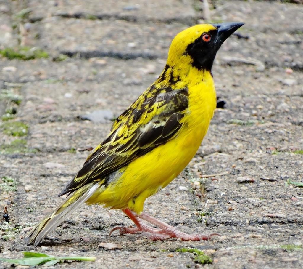 “Spot-backed Weaver” – birdfinding.info