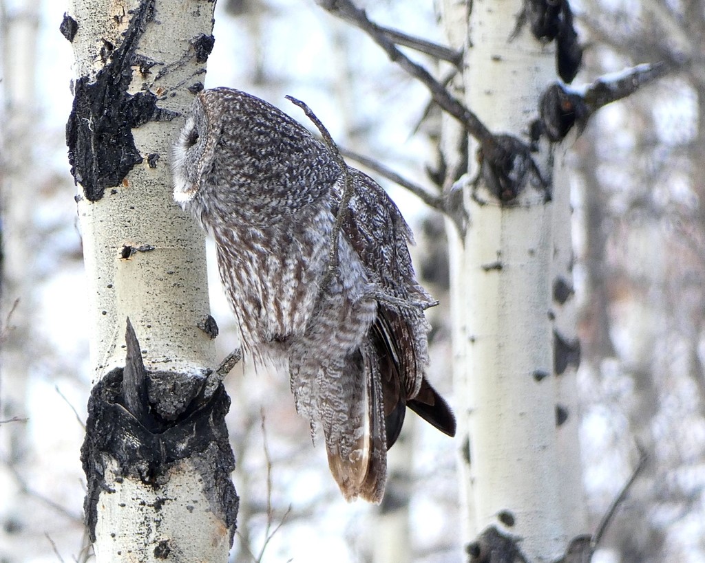 Great Gray Owl – birdfinding.info