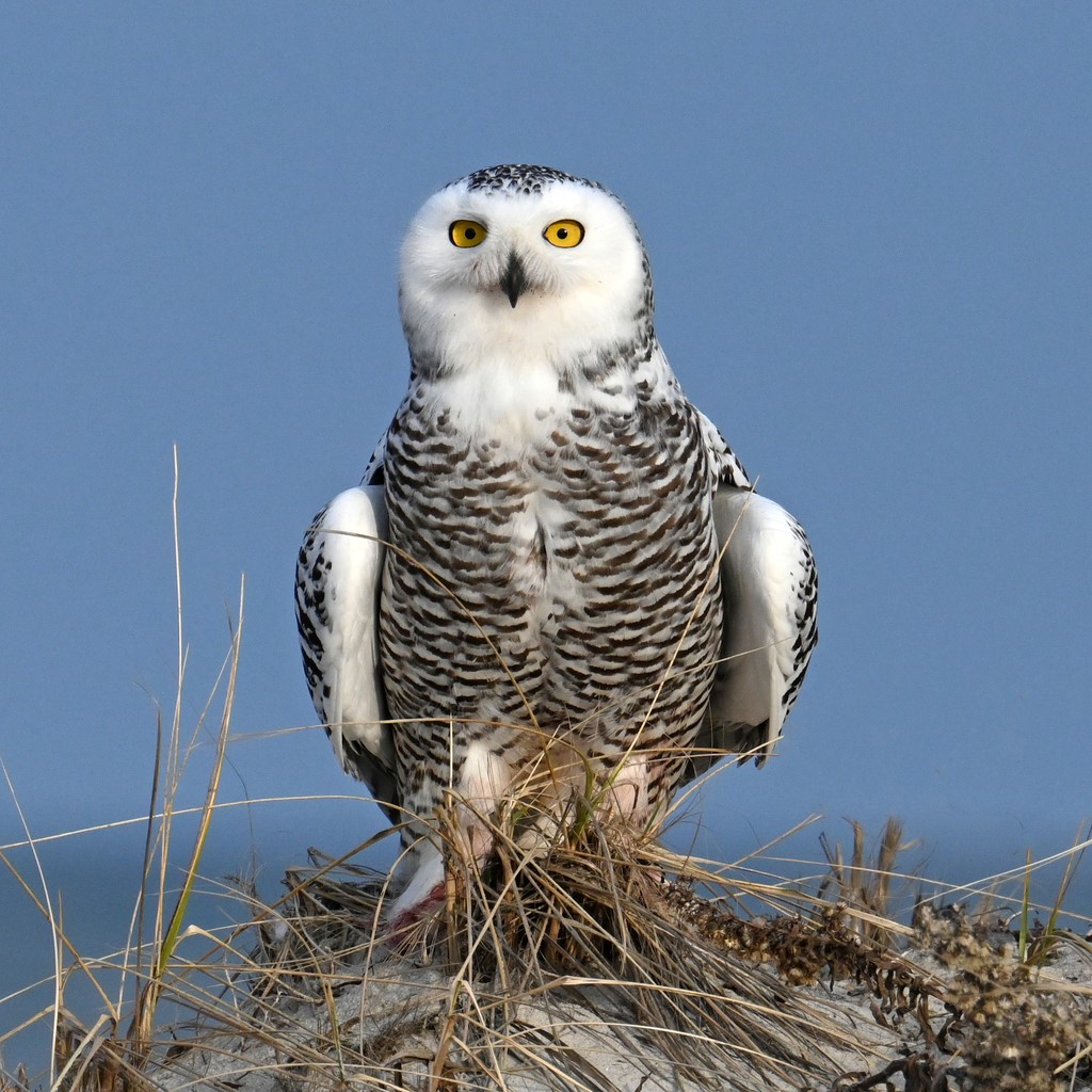 Snowy Owl – birdfinding.info
