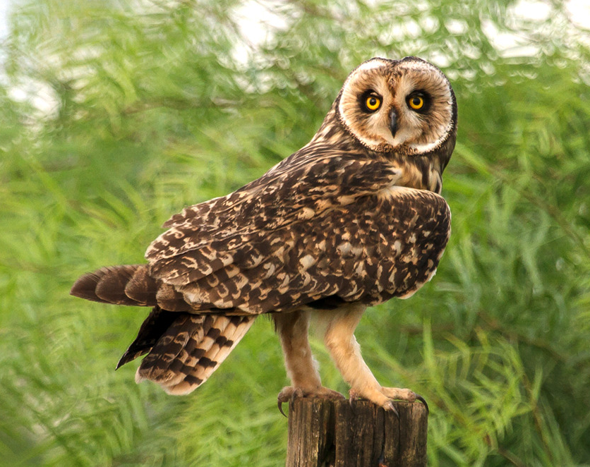 “Southern Short-eared Owl” – birdfinding.info